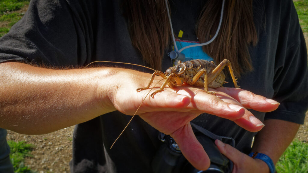 Weighty Insects: Investigating the World's Heaviest Insects - Dusty Info